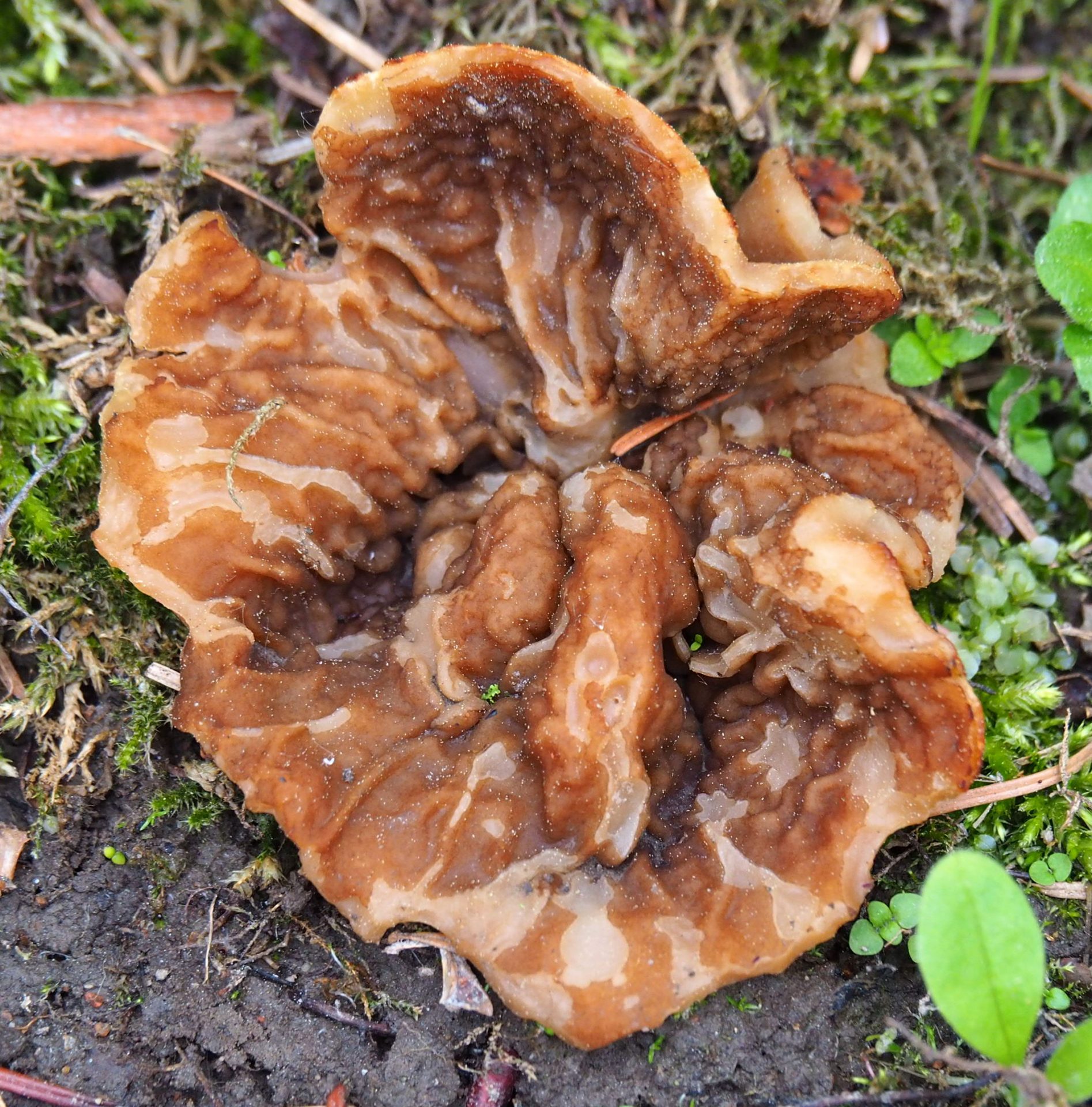 Sopp / paddenstoel – nardieshuis.no