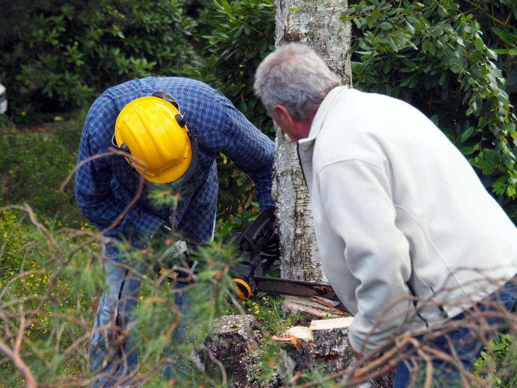 Å felle trær med Knut / Bomenvellen met Knut – nardieshuis.no